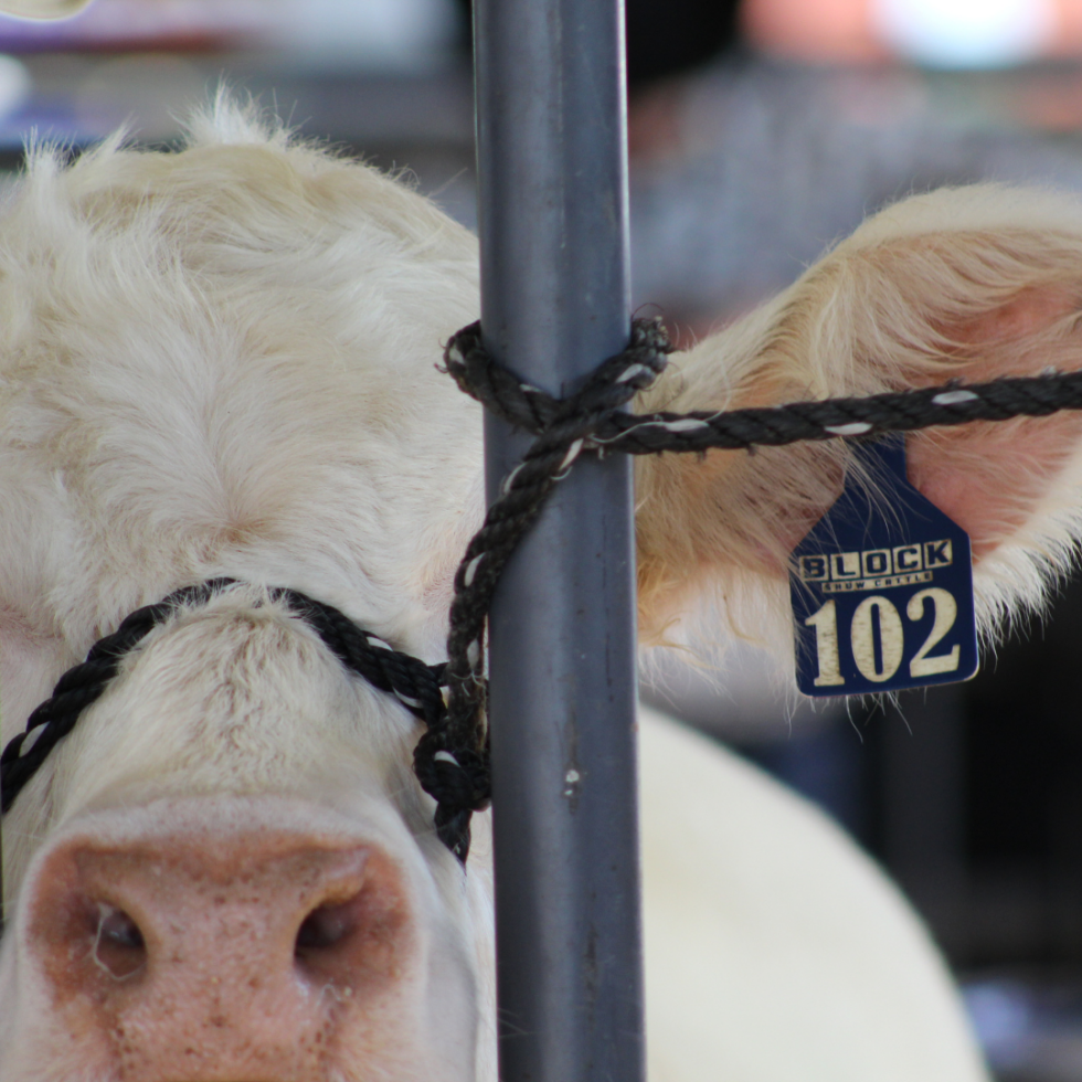 Fitting the Future | Sunbelt Ag Expo in Moultrie, Georgia